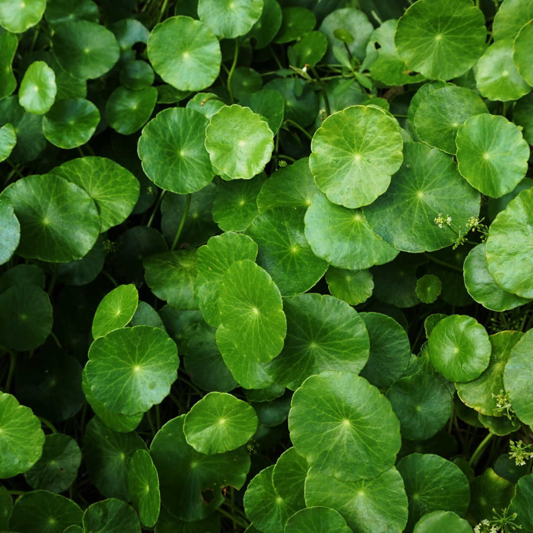 Centella Asiatica - Benefits for Skin | ellé derm